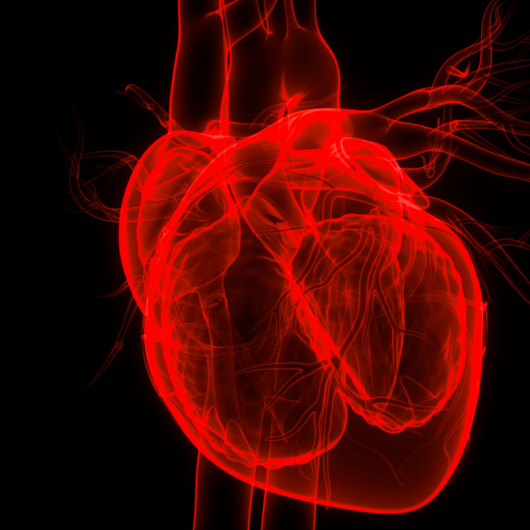 Cardiac Imaging – PhotoSound