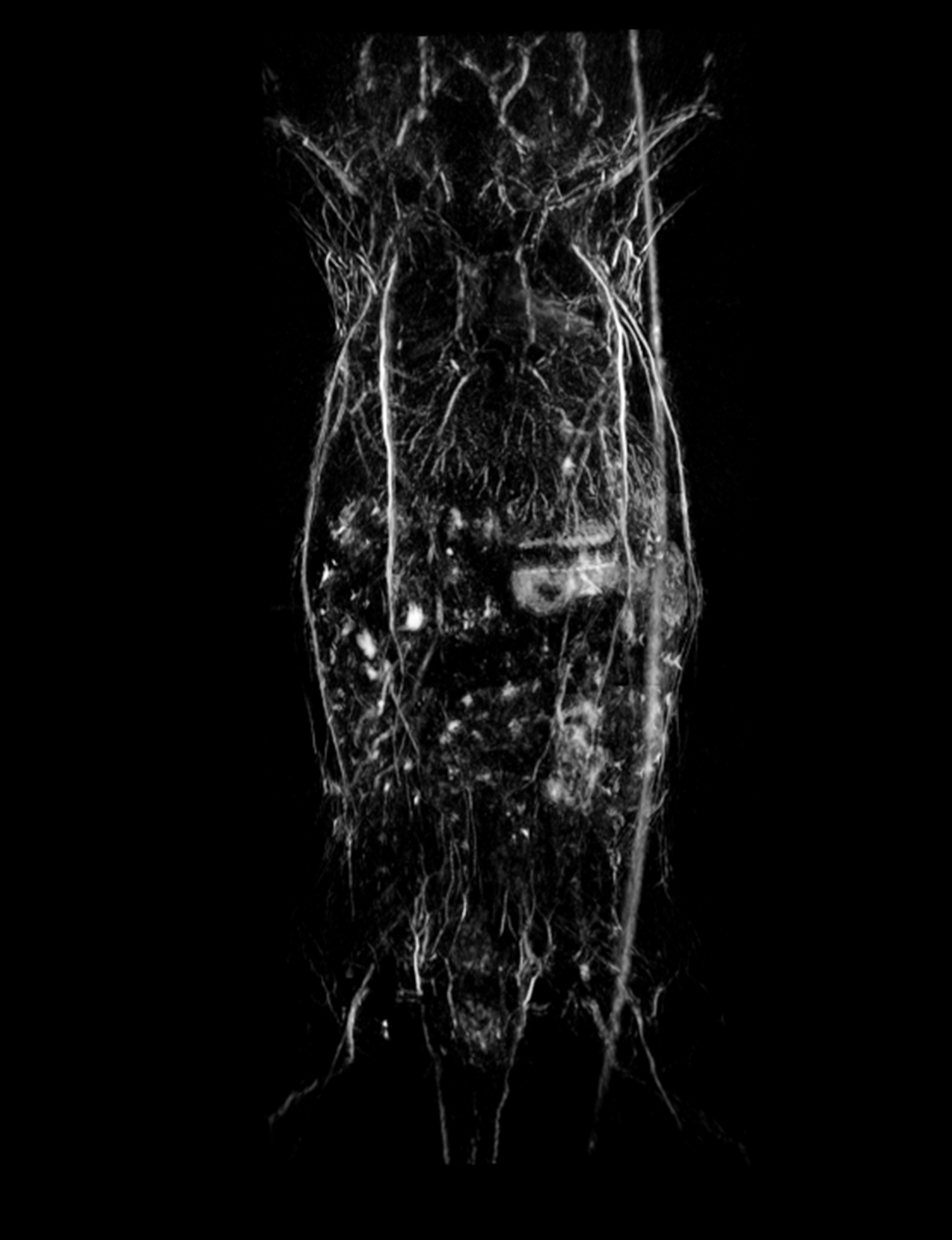 Anatomical Imaging Application Note – PhotoSound